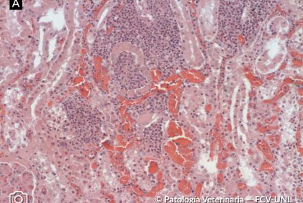 3.Purulenta o Supurativa – Atlas de Patologías Veterinarias