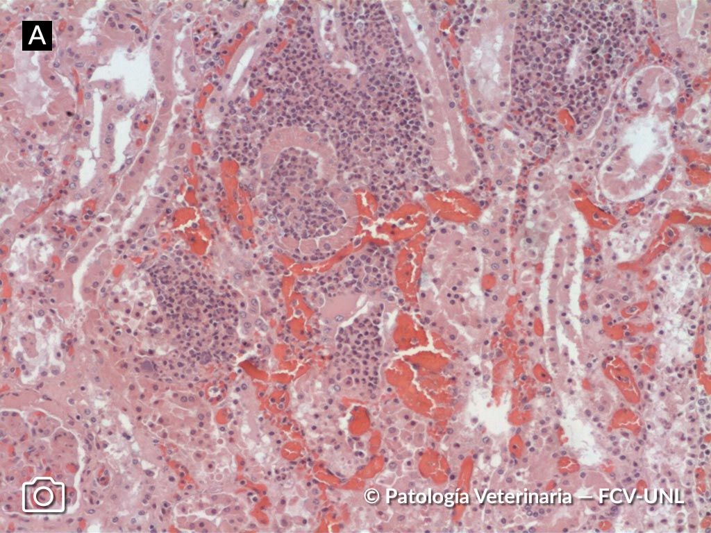 3.Purulenta o Supurativa – Atlas de Patologías Veterinarias