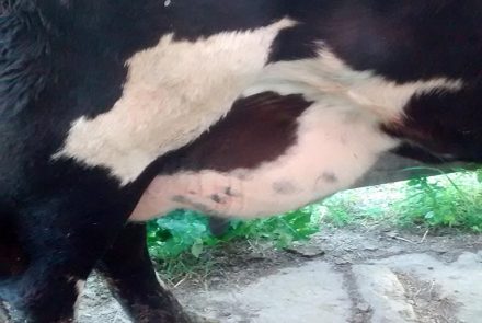 3.Purulenta o Supurativa – Atlas de Patologías Veterinarias