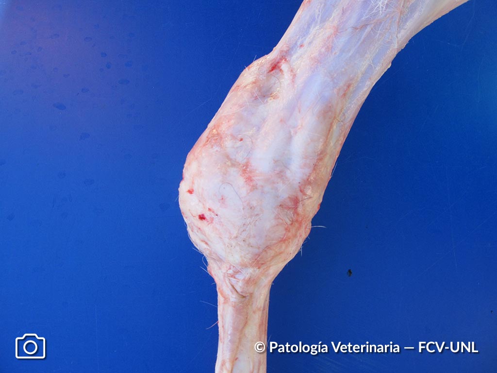 4.Fibrinosa – Atlas de Patologías Veterinarias