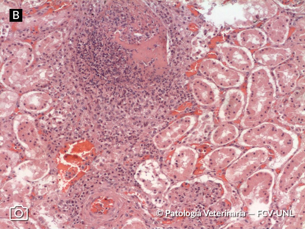 3.Purulenta o Supurativa – Atlas de Patologías Veterinarias