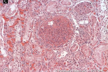 3.Purulenta o Supurativa – Atlas de Patologías Veterinarias