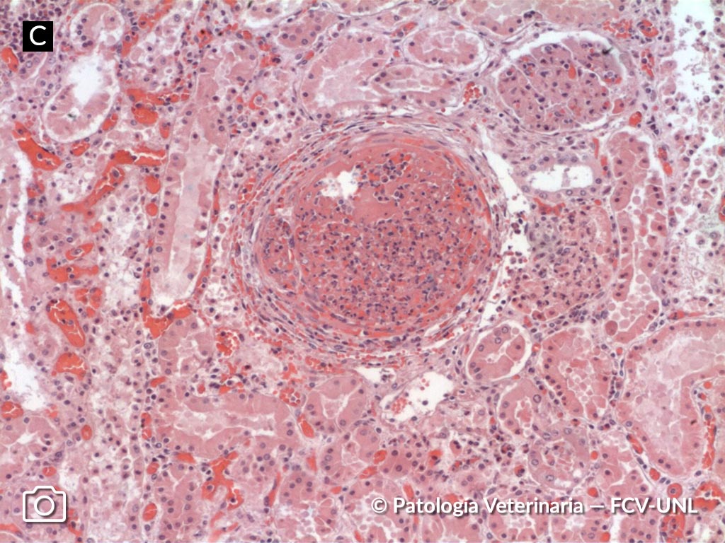 3.Purulenta o Supurativa – Atlas de Patologías Veterinarias