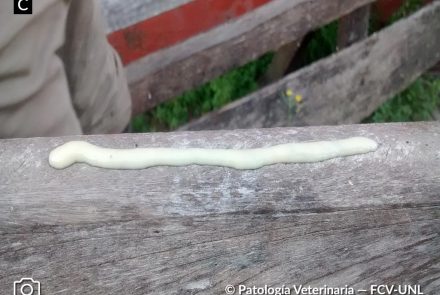 3.Purulenta o Supurativa – Atlas de Patologías Veterinarias