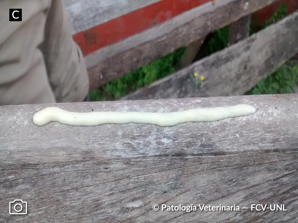 3.Purulenta o Supurativa – Atlas de Patologías Veterinarias