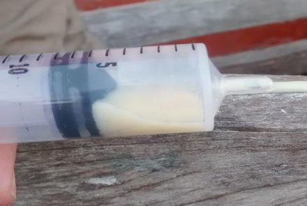 3.Purulenta o Supurativa – Atlas de Patologías Veterinarias