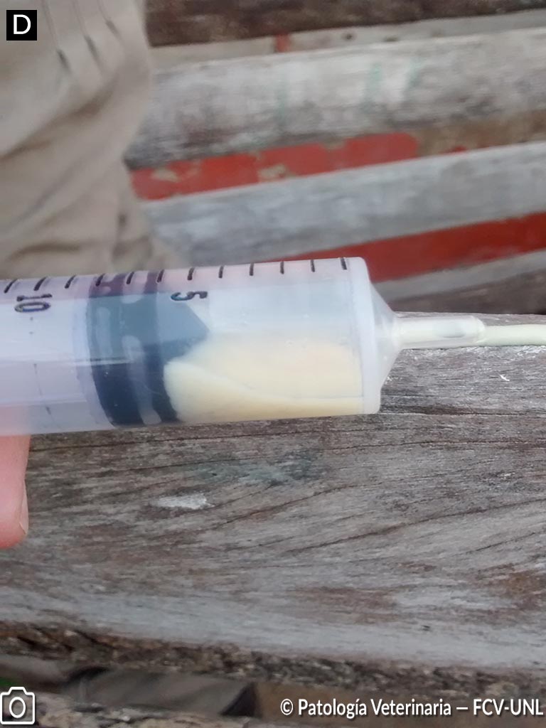 3.Purulenta o Supurativa – Atlas de Patologías Veterinarias