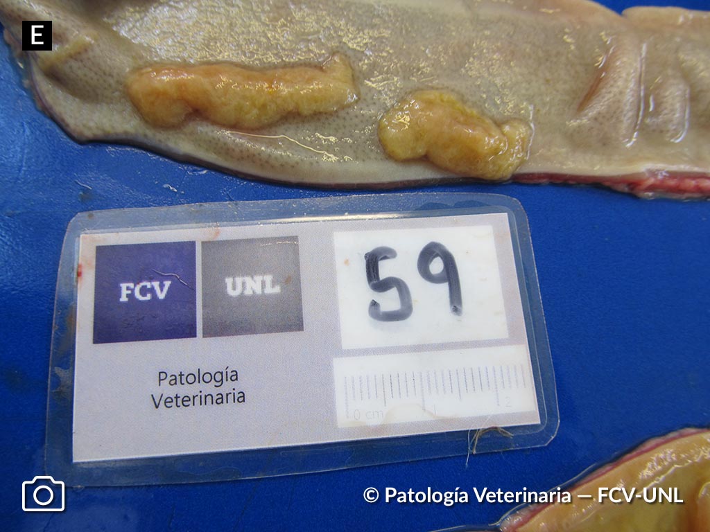 4.Fibrinosa – Atlas de Patologías Veterinarias