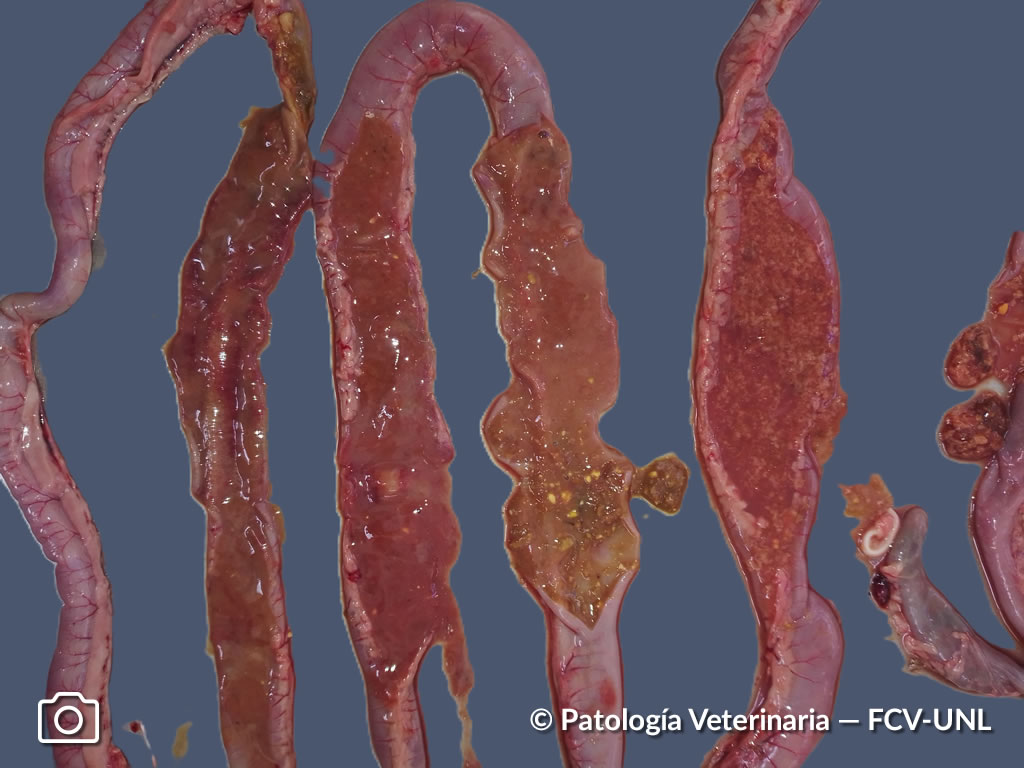 4.Fibrinosa – Atlas de Patologías Veterinarias