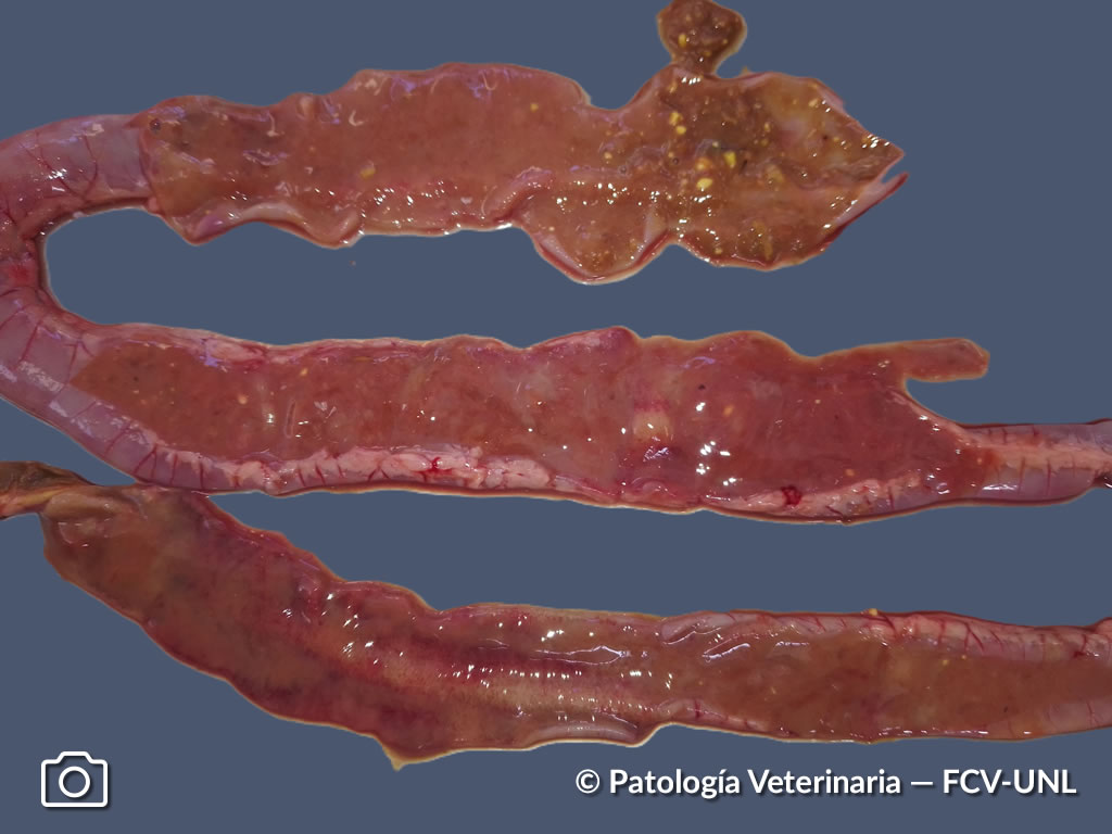 4.Fibrinosa – Atlas de Patologías Veterinarias