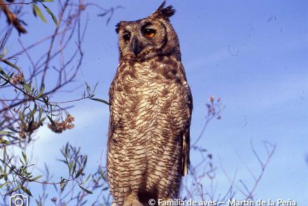 ÑACURUTÚ – Aves Argentinas
