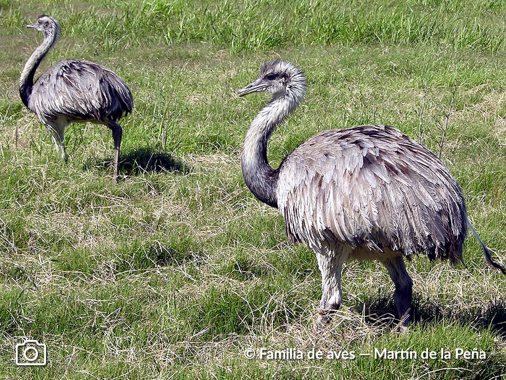 ÑANDÚ – Aves Argentinas
