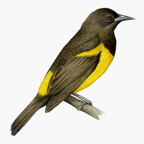 PECHO AMARILLO GRANDE – Aves Argentinas
