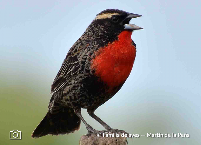 PECHO COLORADO – Aves Argentinas