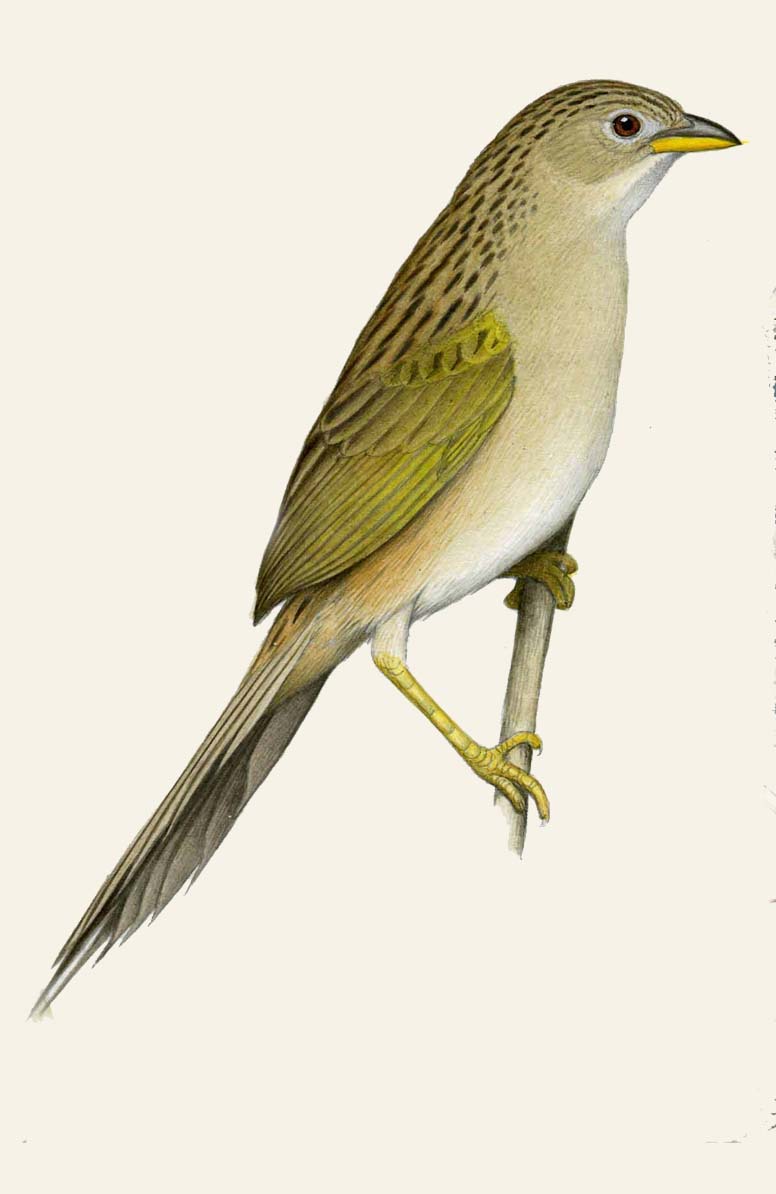 COLUDO GRANDE – Aves Argentinas
