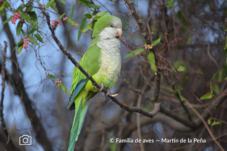 COTORRA – Aves Argentinas