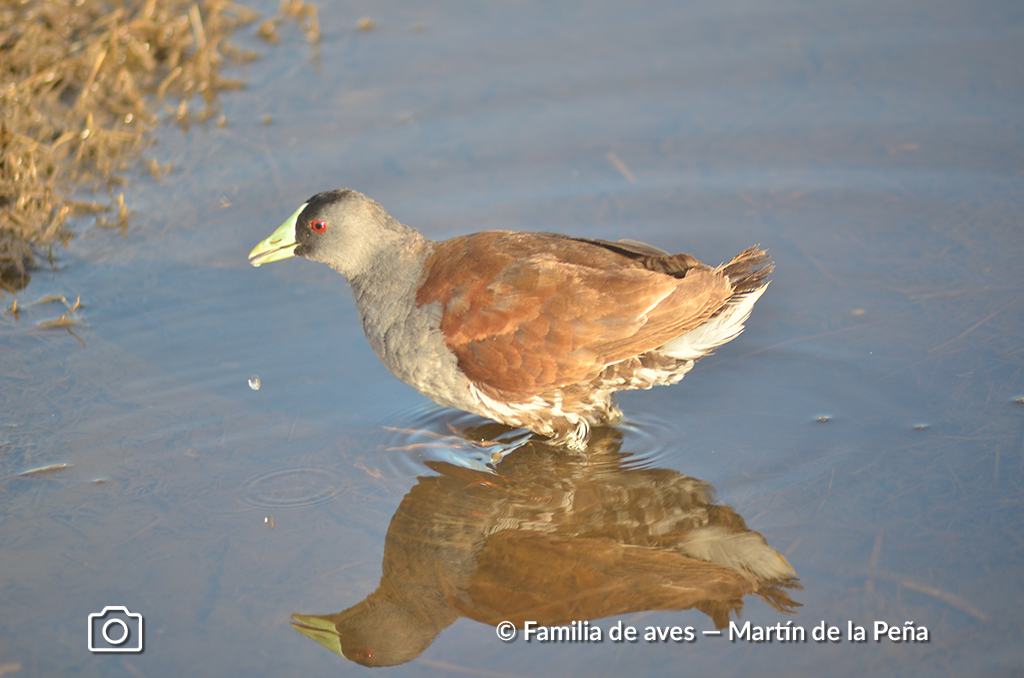 POLLONA PINTADA – Aves Argentinas