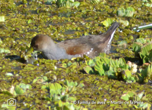 Ave pollona pintada (1) – Aves Argentinas