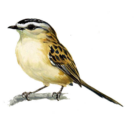 TACHURÍ COLUDO – Aves Argentinas