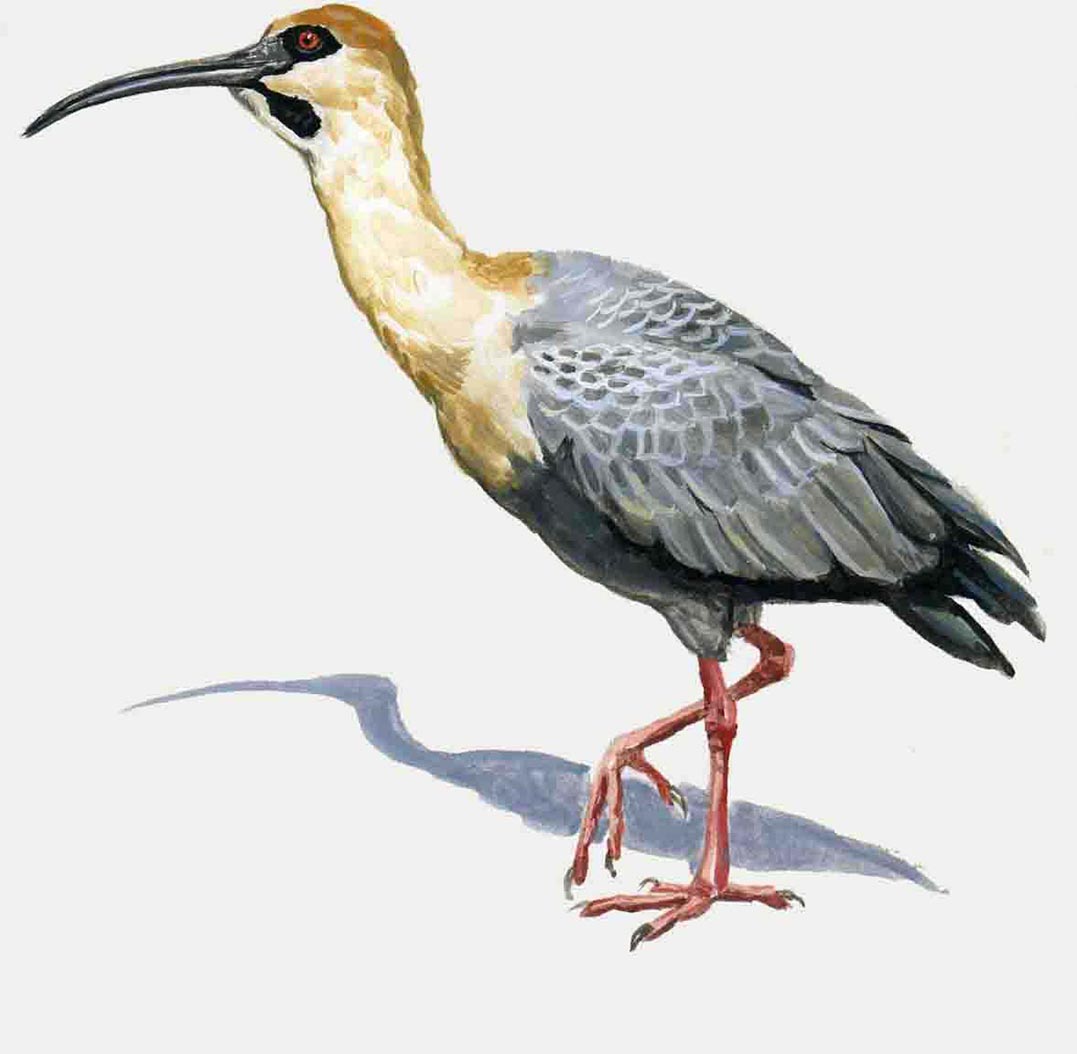 BANDURRIA BOREAL – Aves Argentinas