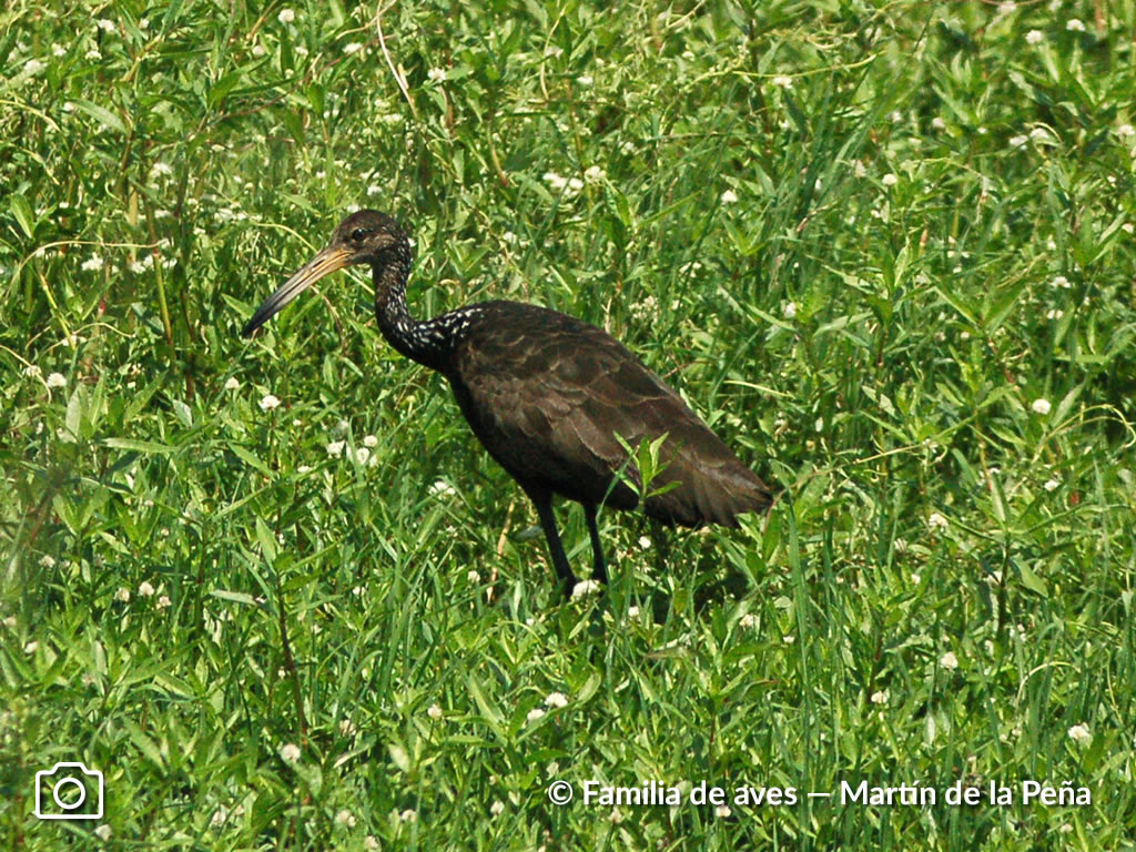 CARAU – Aves Argentinas