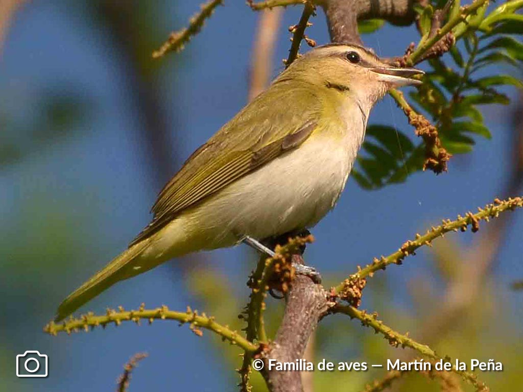 CHIVÍ- CHIVI – Aves Argentinas