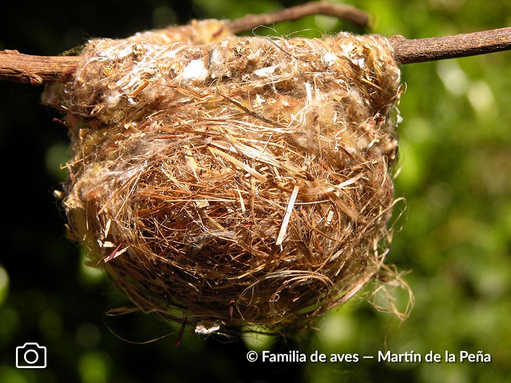 CHIVÍ CHIVI – Aves Argentinas