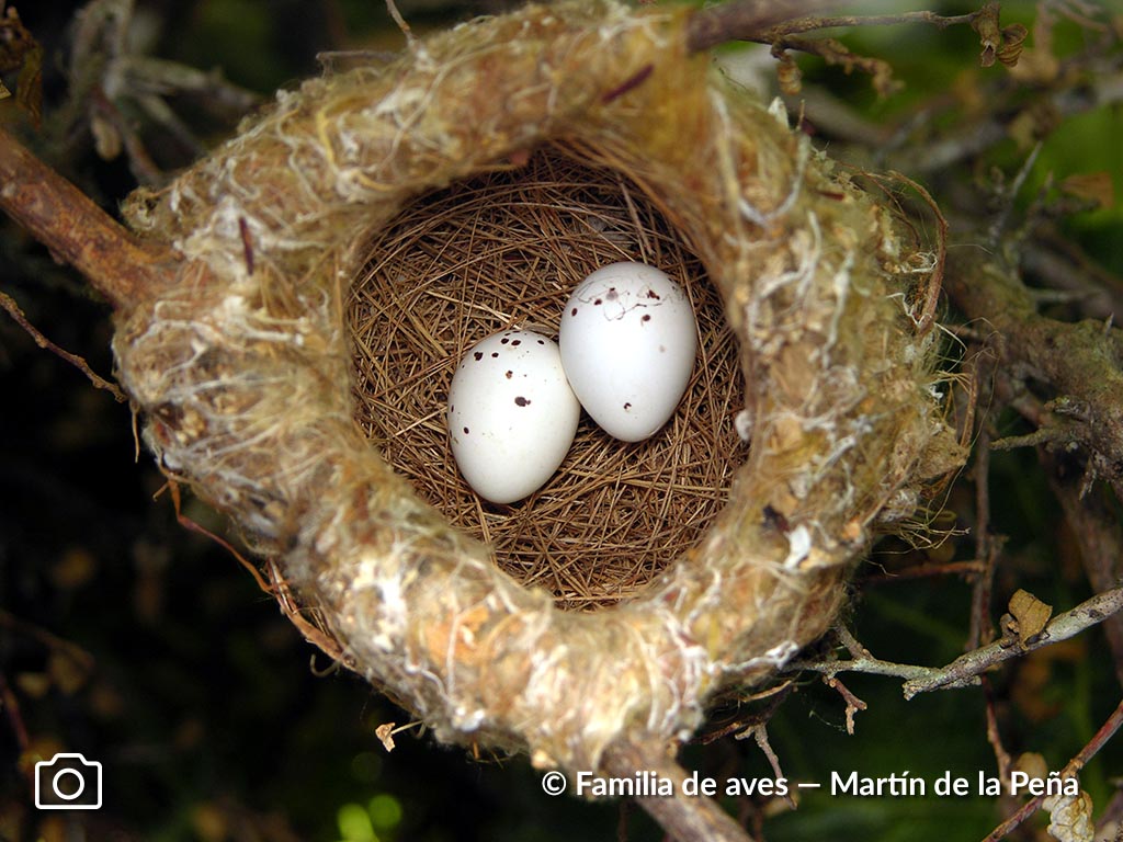 CHIVÍ CHIVI – Aves Argentinas
