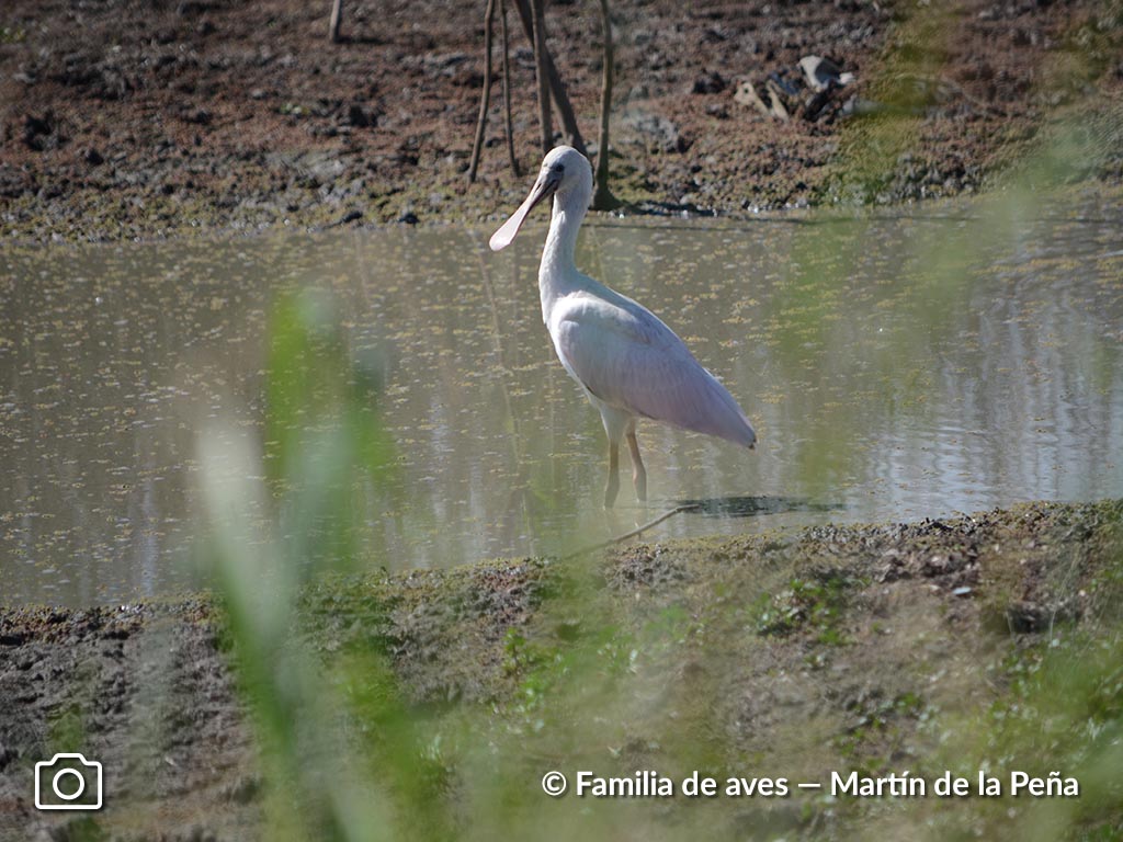 ESPÁTULA ROSADA – Aves Argentinas