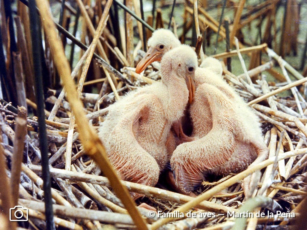 ESPÁTULA ROSADA – Aves Argentinas