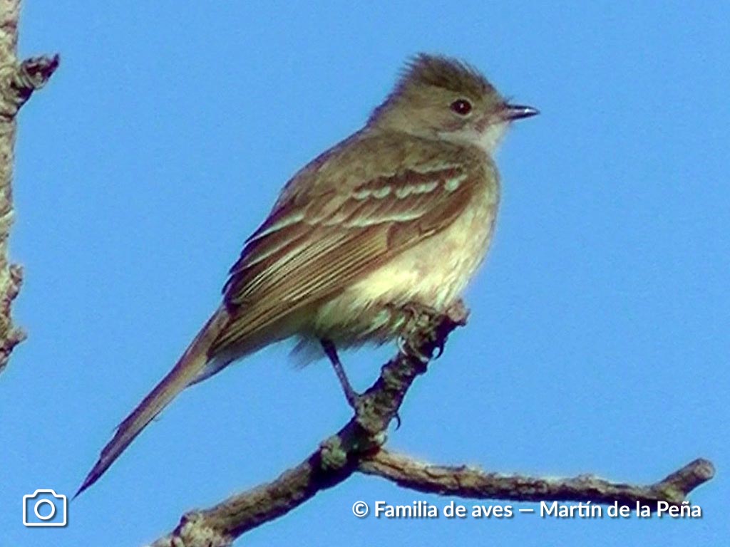 FIOFÍO GRANDE – Aves Argentinas