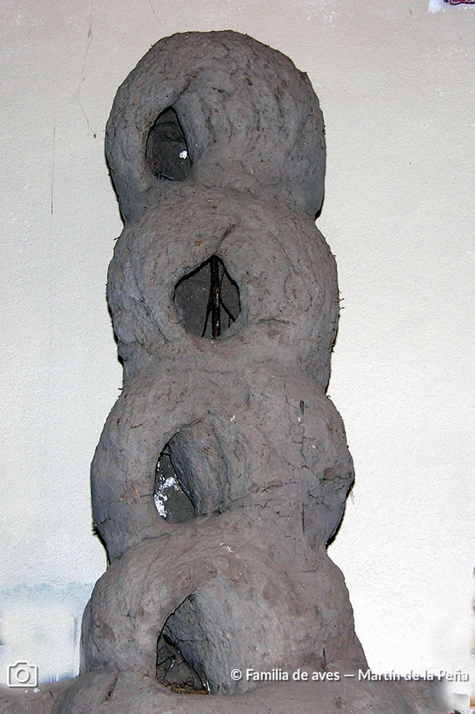 Hornero superpuestos – Aves Argentinas