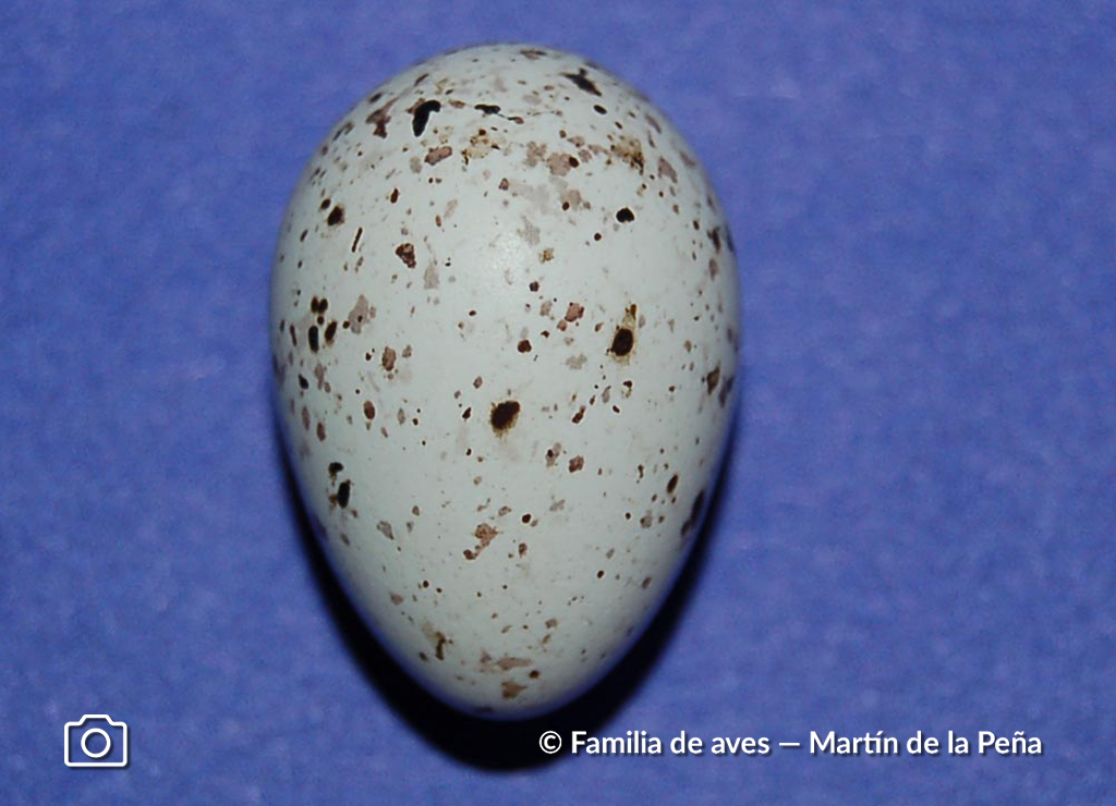 Huevos – Aves Argentinas