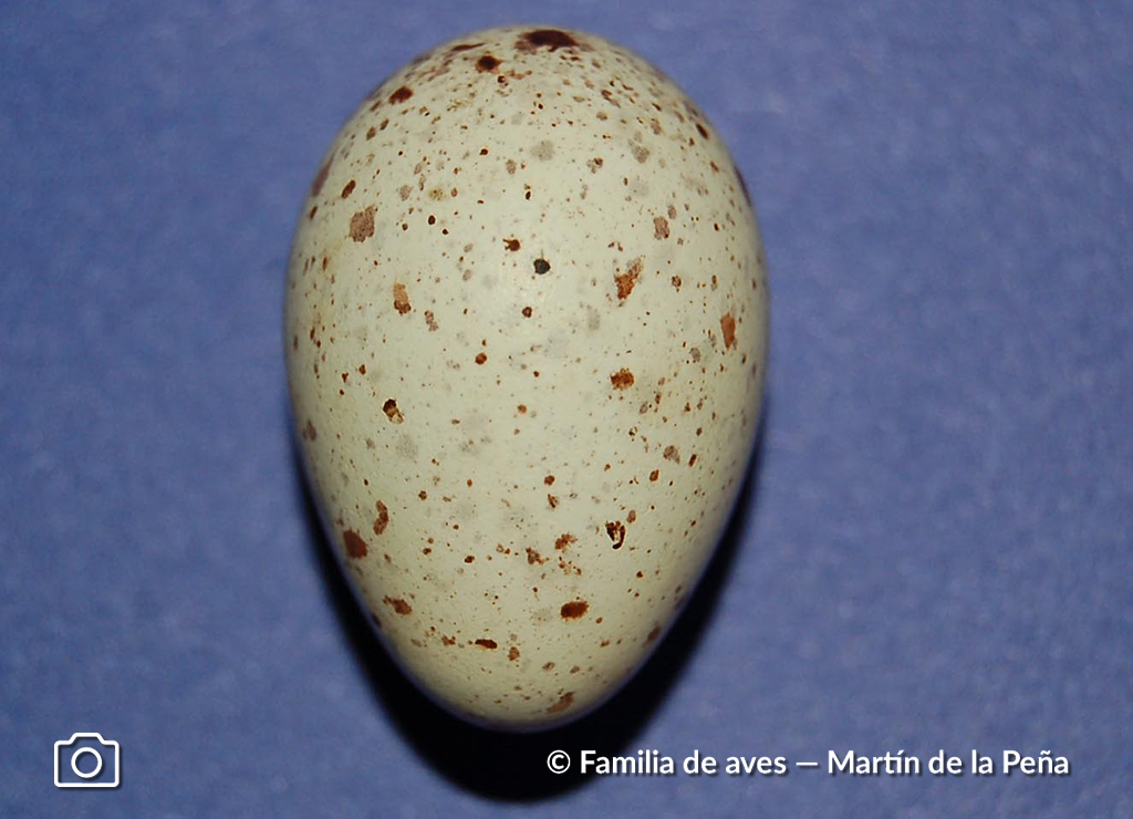 Huevos – Aves Argentinas