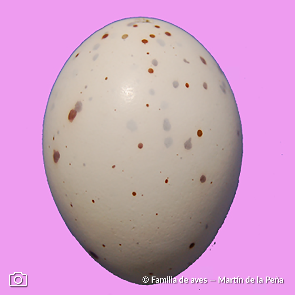 Huevos – Aves Argentinas