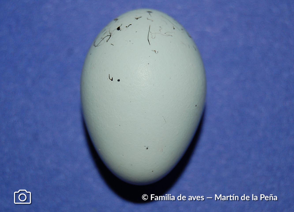 Huevos – Aves Argentinas