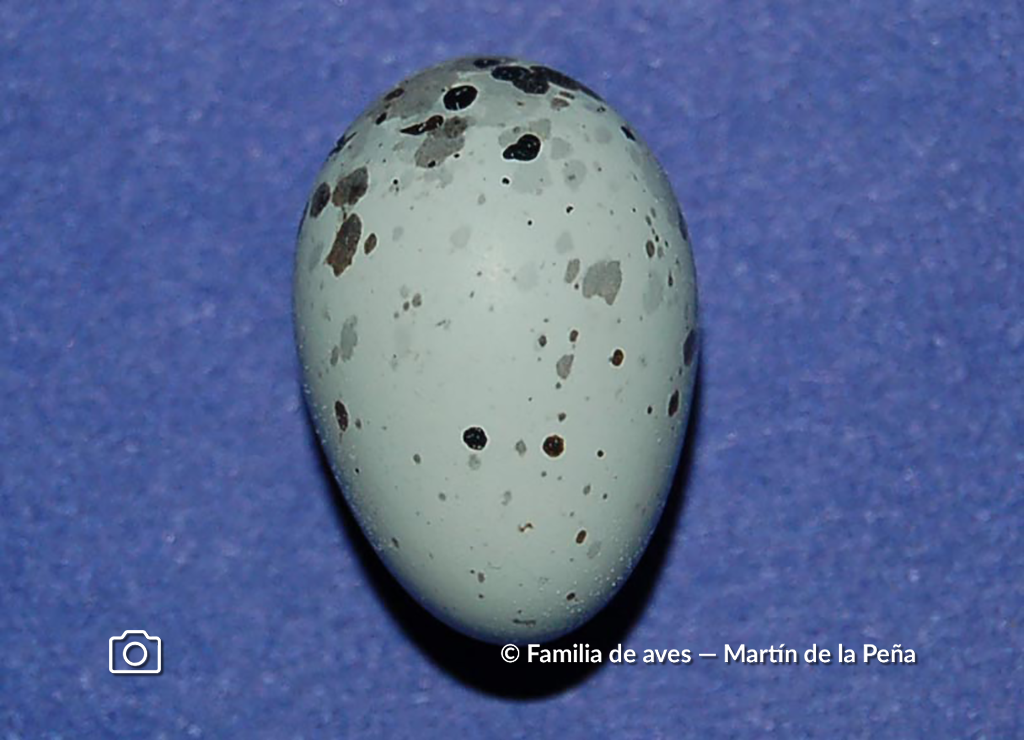 Huevos – Aves Argentinas