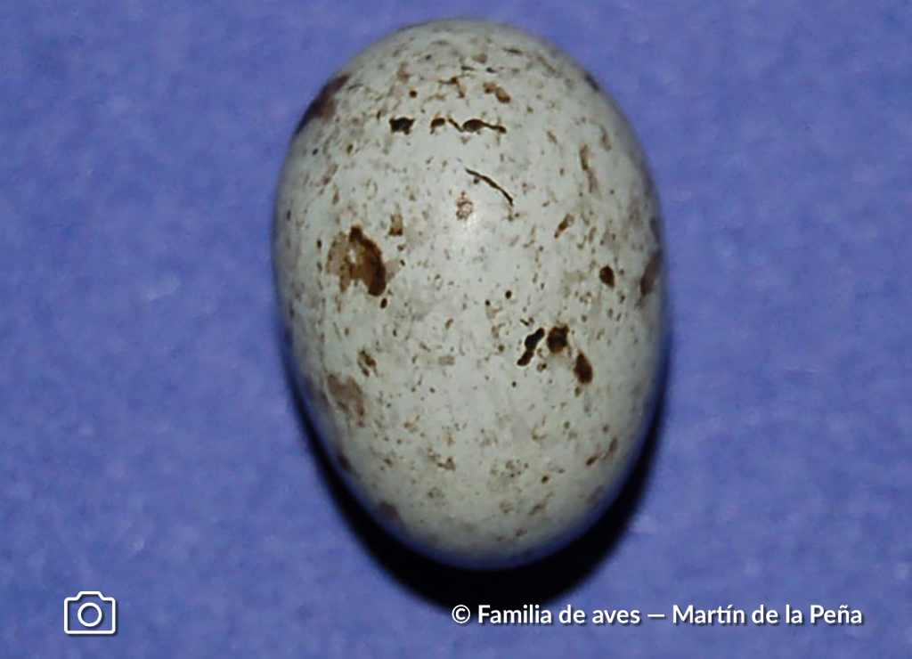 Huevos – Aves Argentinas