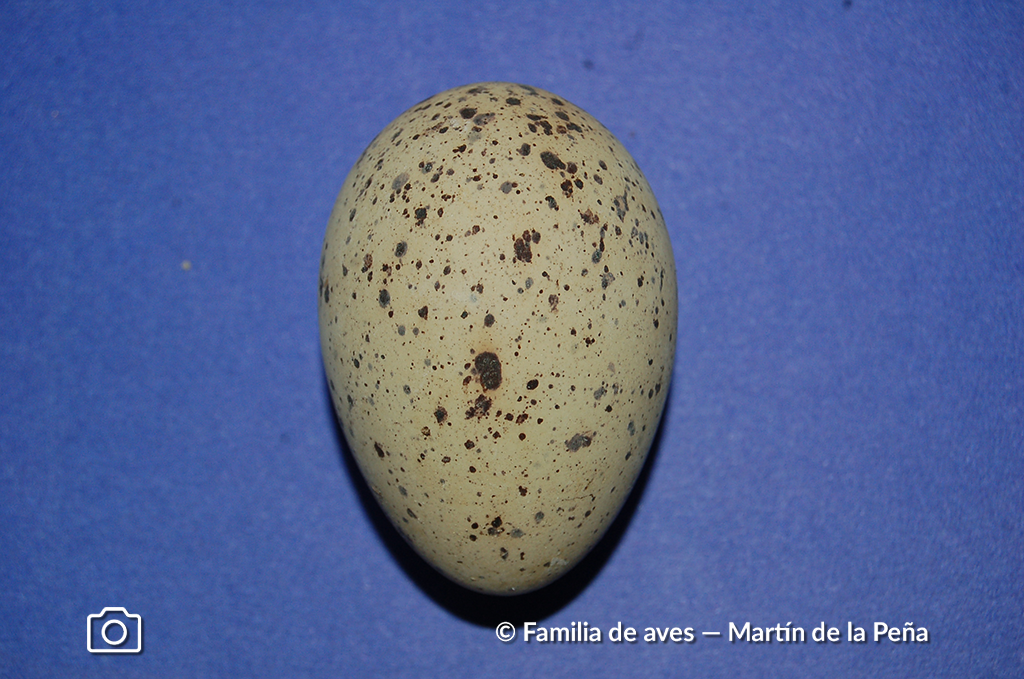Huevos – Aves Argentinas