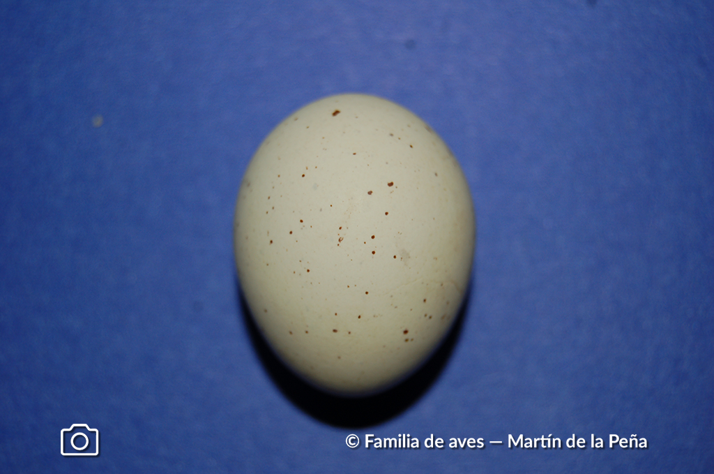 Huevos – Aves Argentinas
