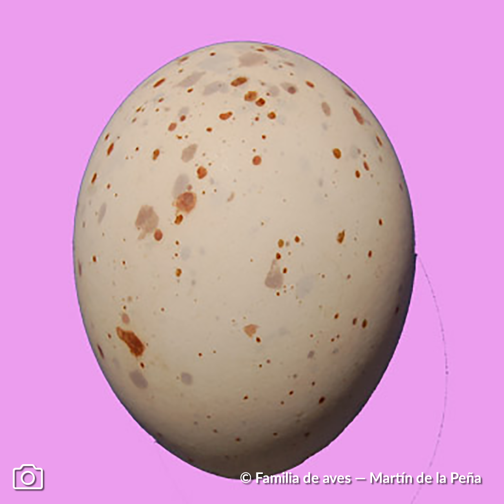 Huevos – Aves Argentinas