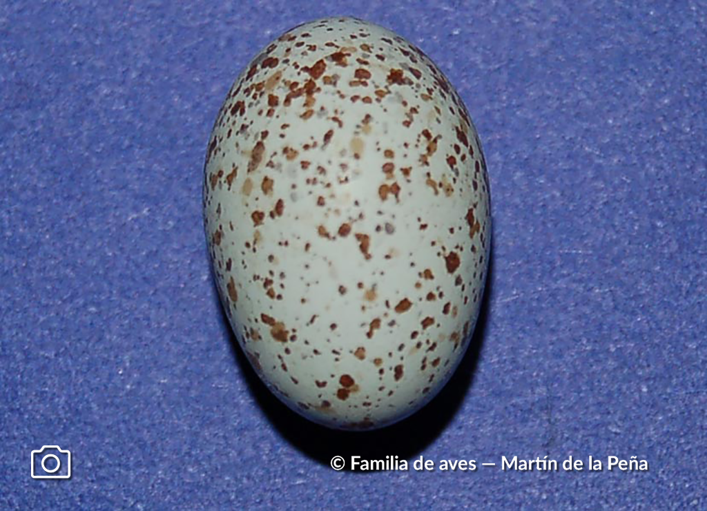 Huevos – Aves Argentinas