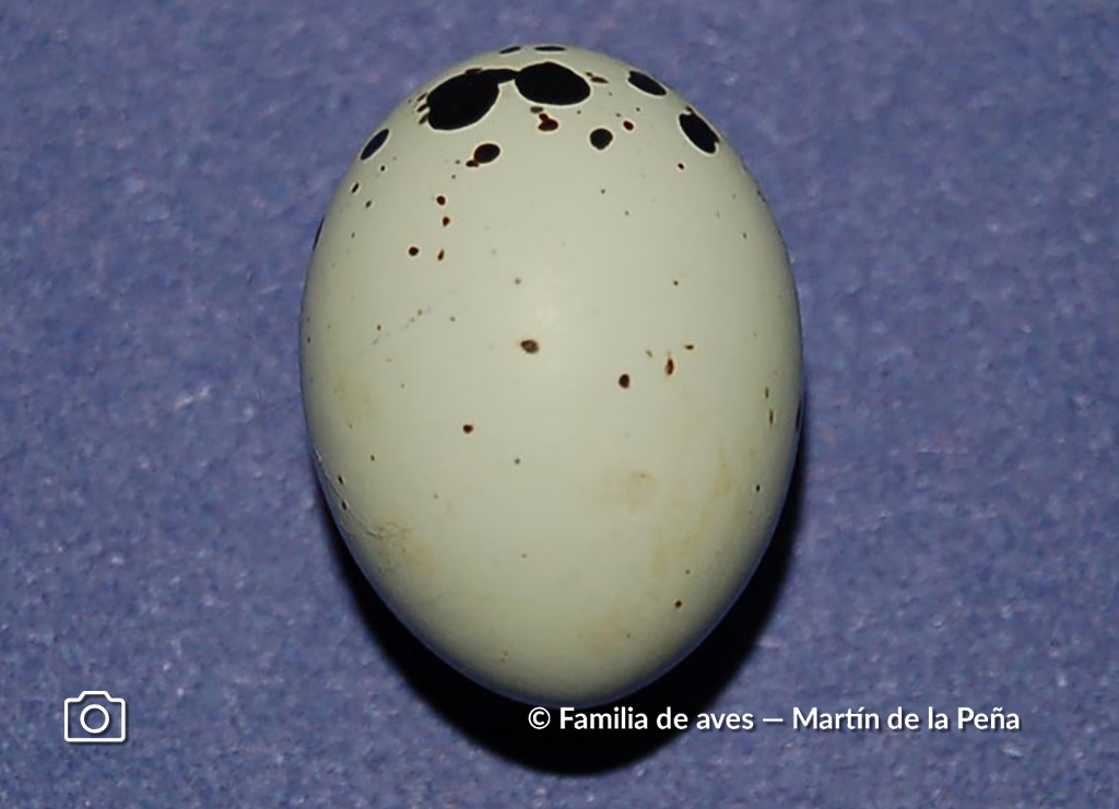 Huevos – Aves Argentinas