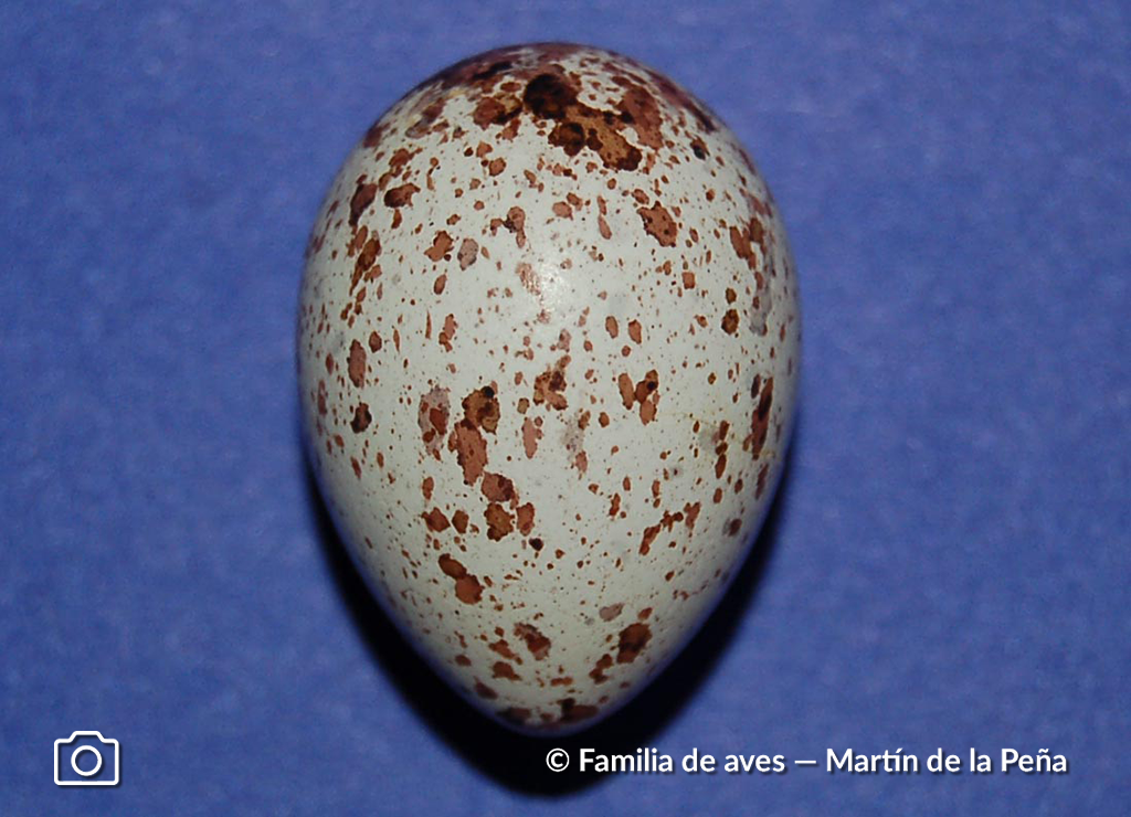 Huevos – Aves Argentinas