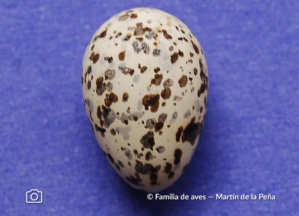 Huevos – Aves Argentinas