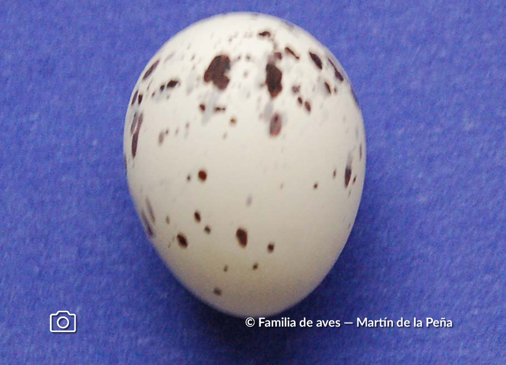 Huevos – Aves Argentinas