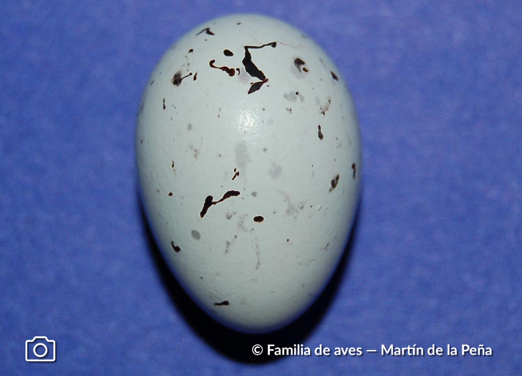 Huevos – Aves Argentinas