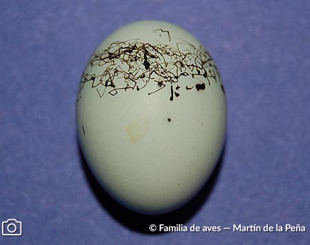 Huevos – Aves Argentinas