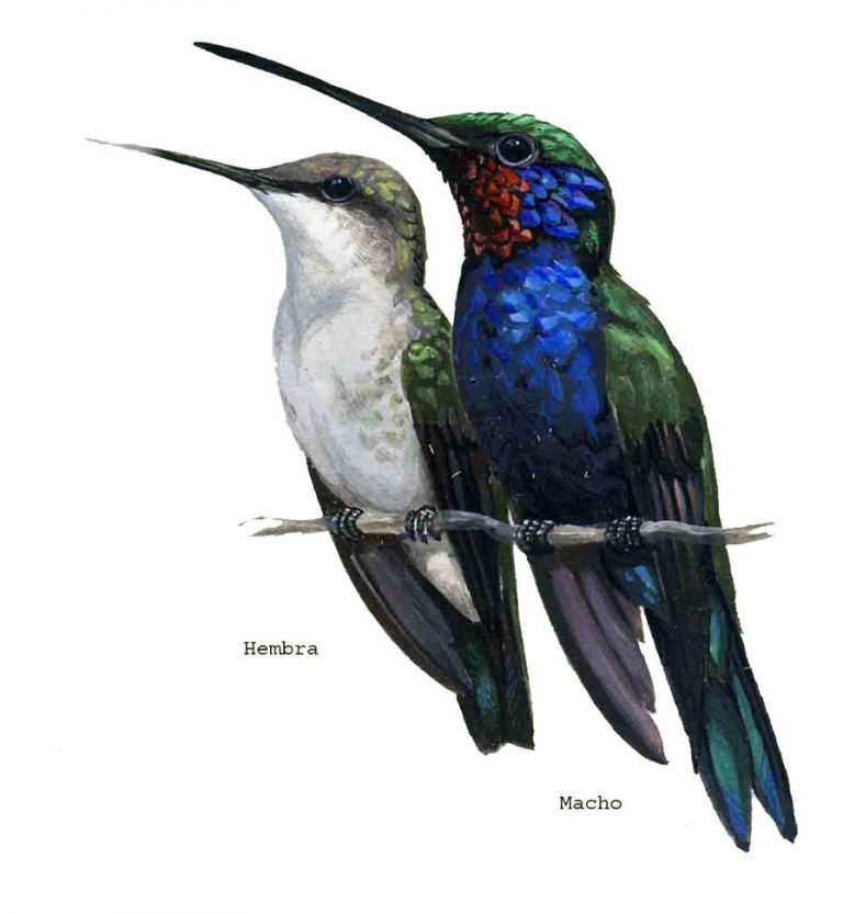 PICAFLOR DE BARBIJO – Aves Argentinas