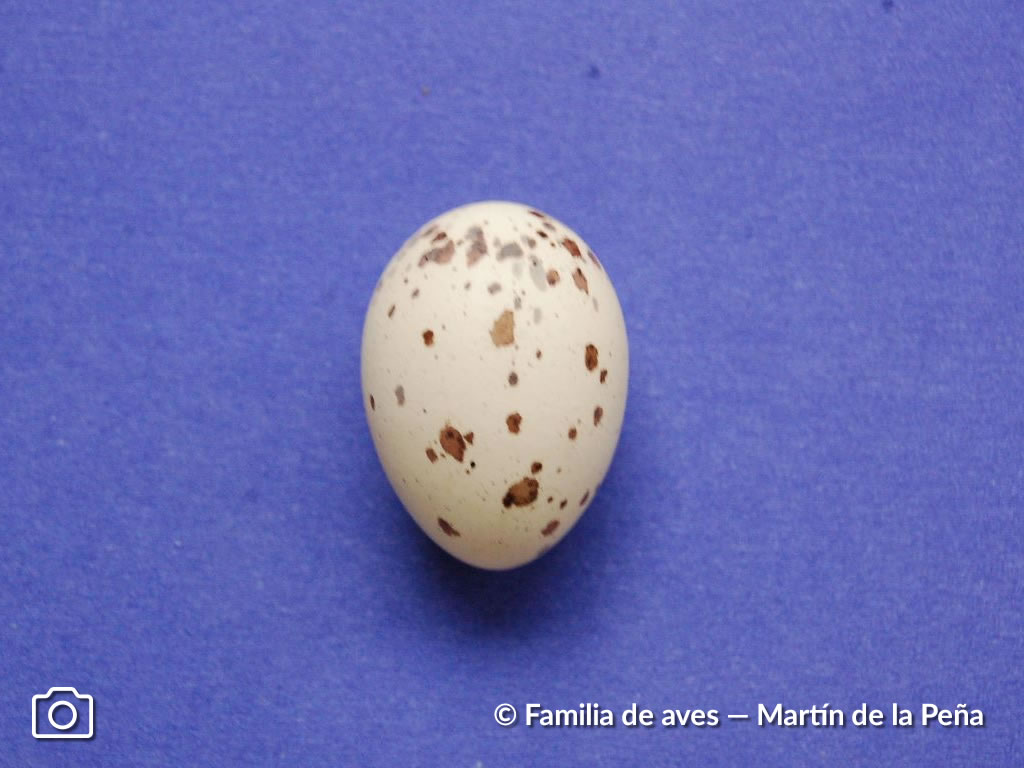 Huevos – Aves Argentinas